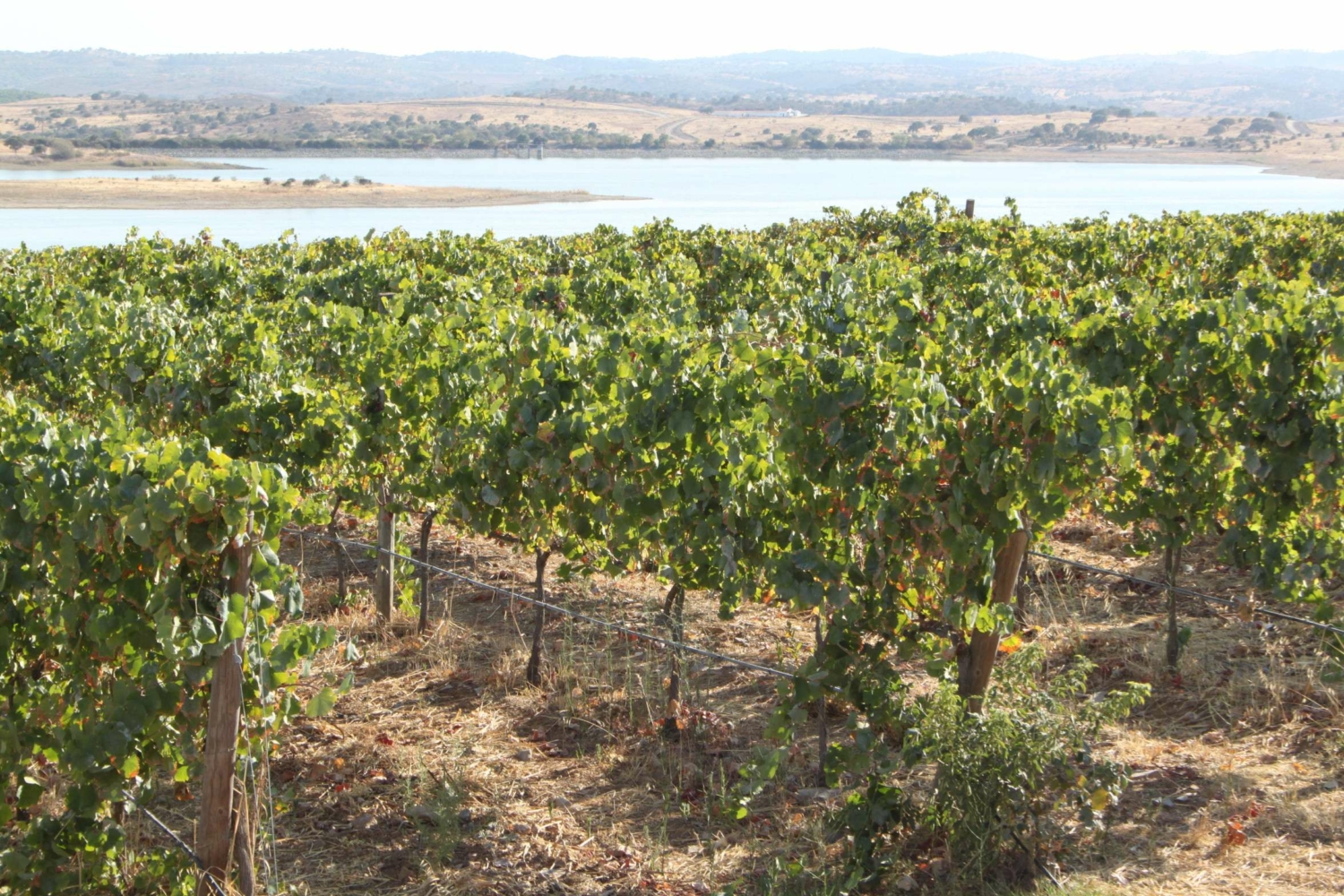 Best Wineries in Alentejo, Portugal 2025