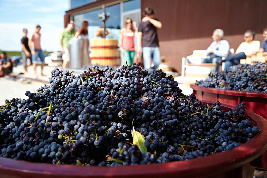 Grape Stomping Fun in Spain - Wine Tours in Grape Harvest Time