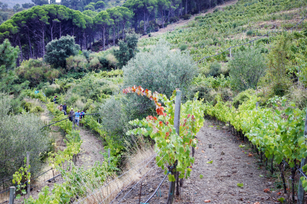 The best wineries in the Spanish Emporda Wine Region