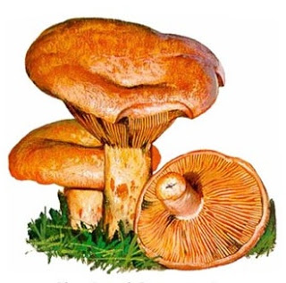 Mushroom Hunting Season in Spain - Mushroom Picking Tours