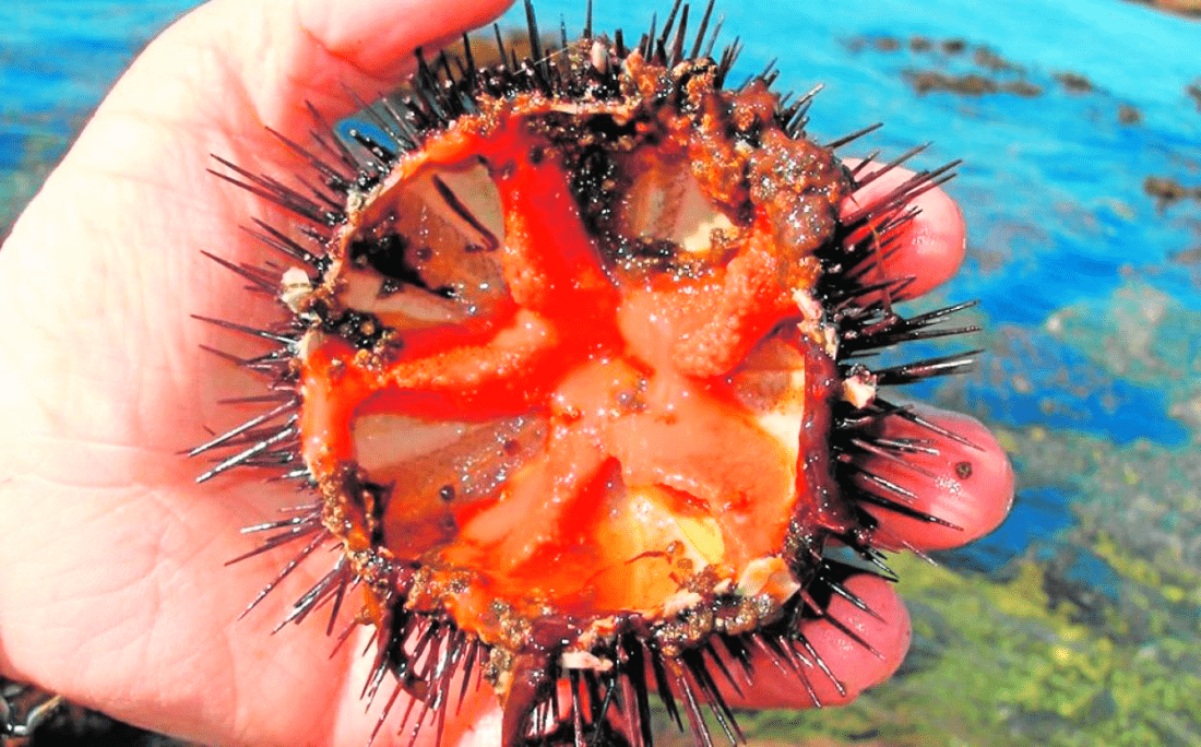 Traditional Spanish Recipe Sea Urchins Rice